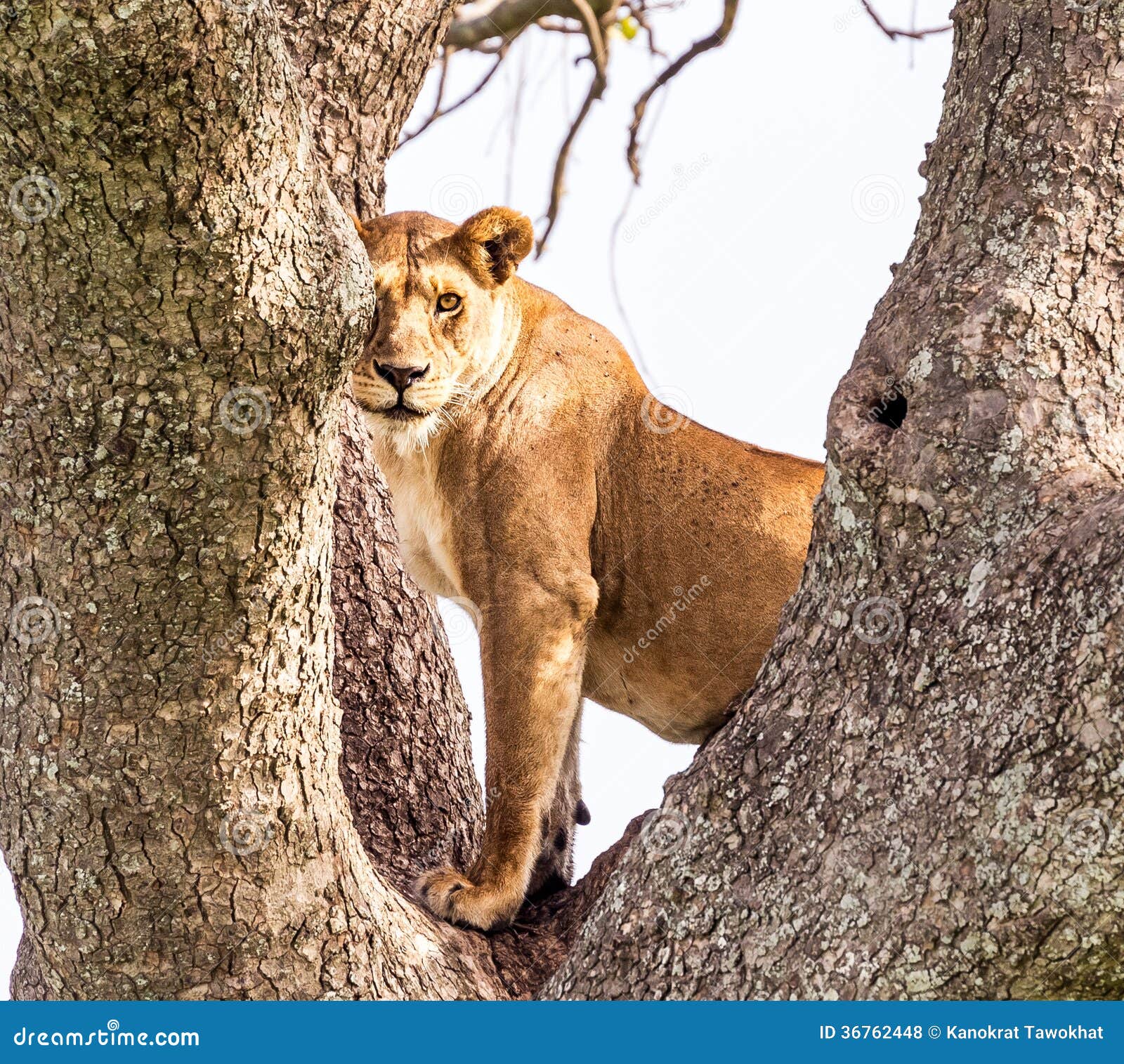 Lioness on the tree stock photo. Image of animal, carnivore - 36762448