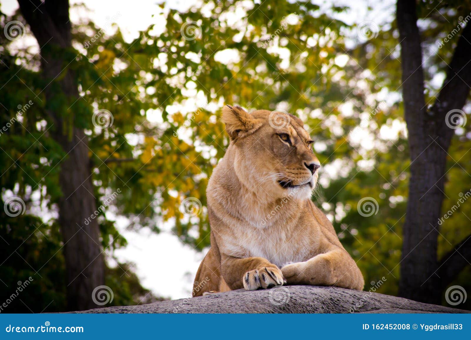Lioness waiting on her den stock photo. Image of travel - 162452008