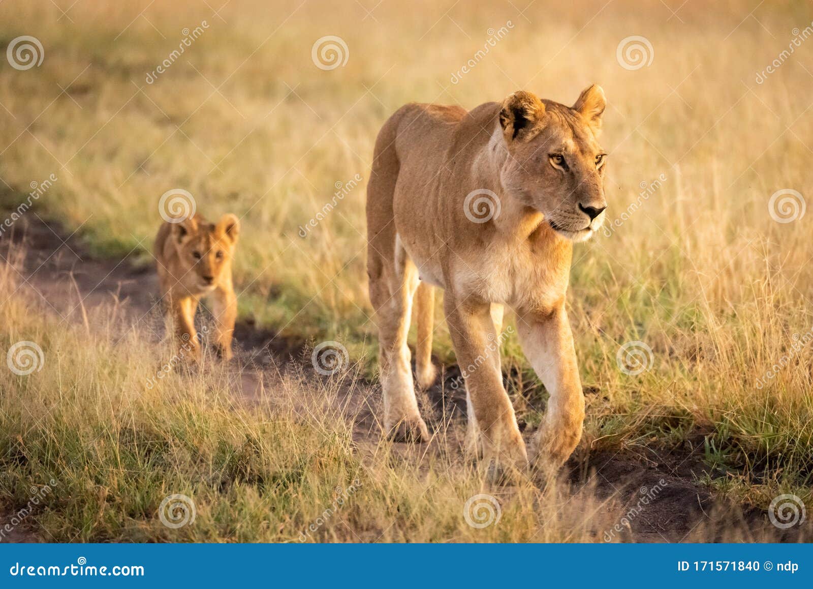 Lioness Walking Down Sandy Track with Cub Stock Photo - Image of nature ...