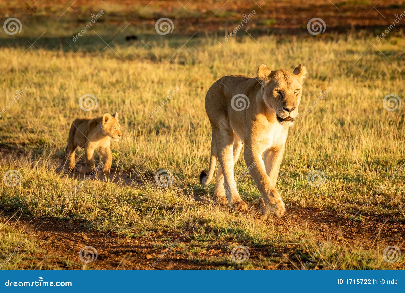Lioness Walking Down Track Followed by Cub Stock Image - Image of ...