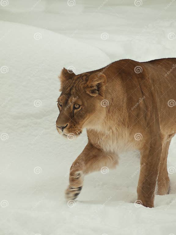 Lioness walking in snow stock image. Image of lion, cats - 18010027