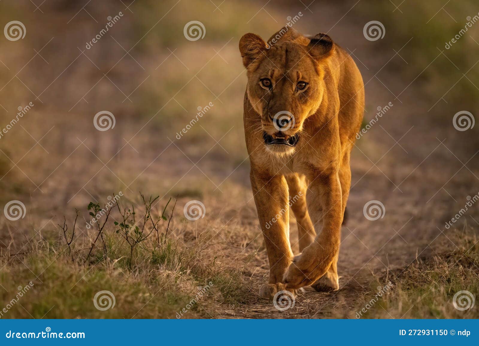Lioness Walking Towards Camera on Dirt Track Stock Photo - Image of ...