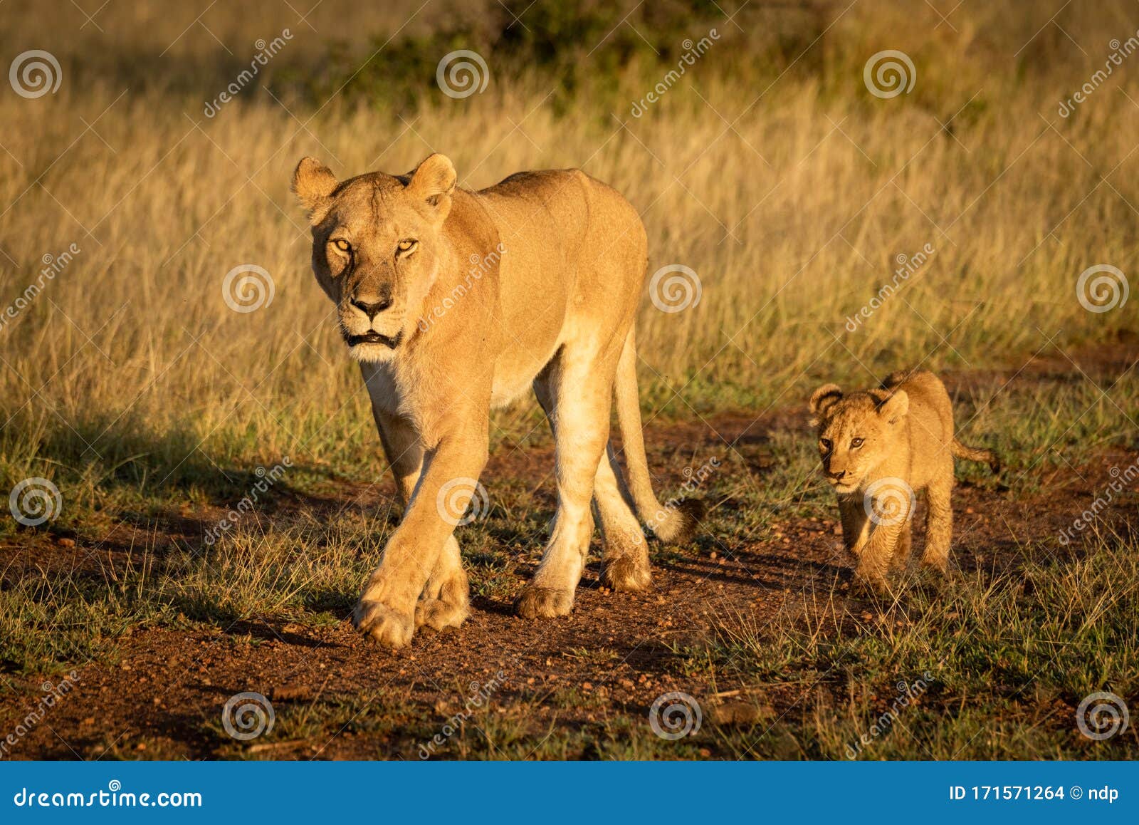 Lioness Walks Along Dirt Track with Cub Stock Photo - Image of cubs ...