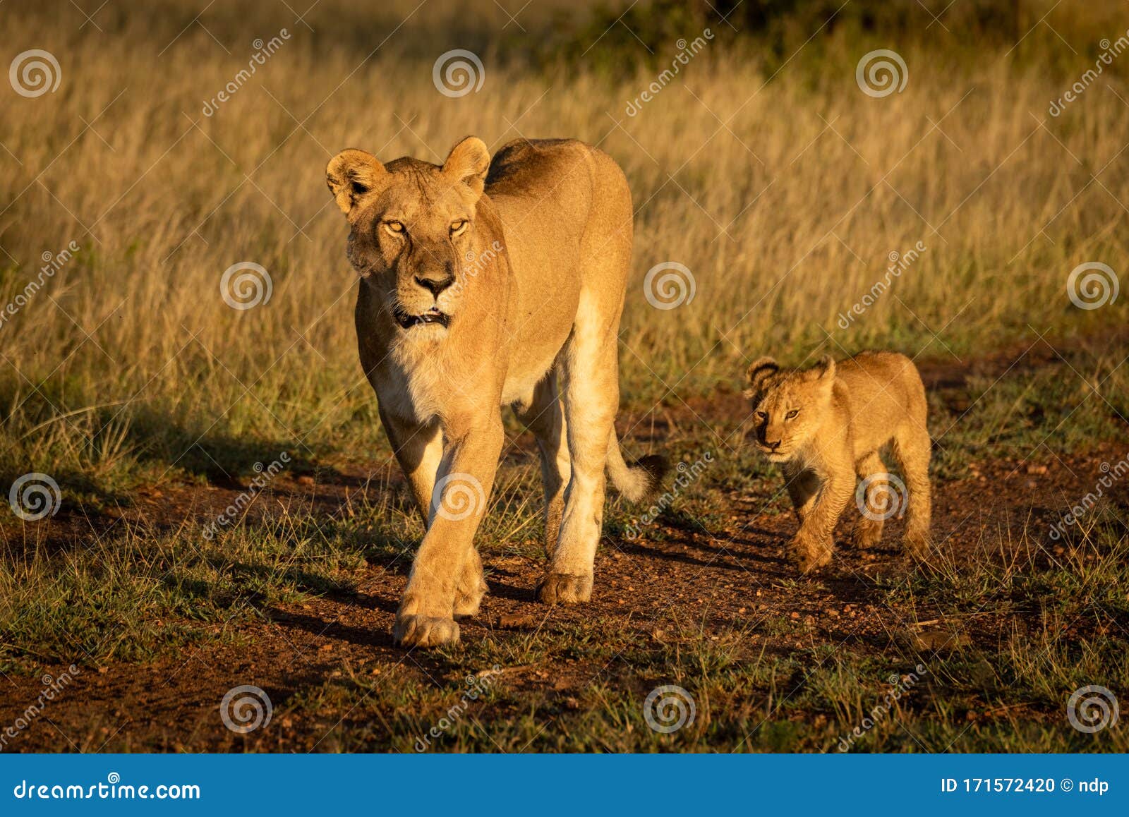 Lioness Walks Along Track Followed by Cub Stock Photo - Image of africa ...