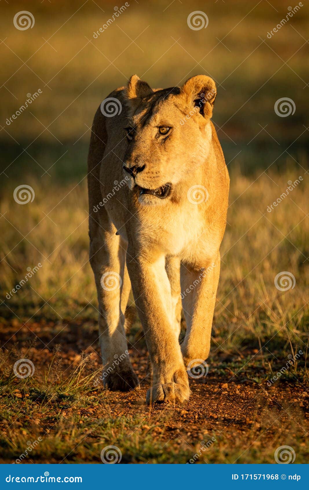 Lioness Walks Down Track in Golden Hour Stock Photo - Image of hour ...