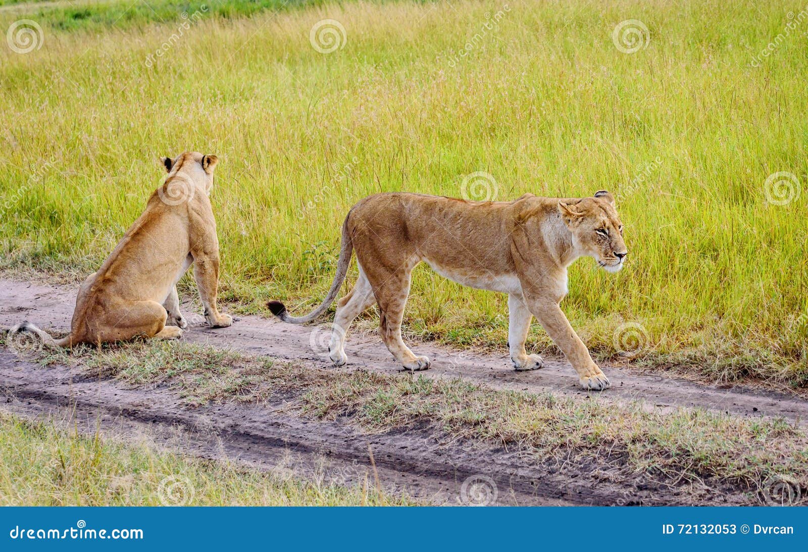 Lioness Walks Down Sandy Track With Cub Stock Photo | CartoonDealer.com ...