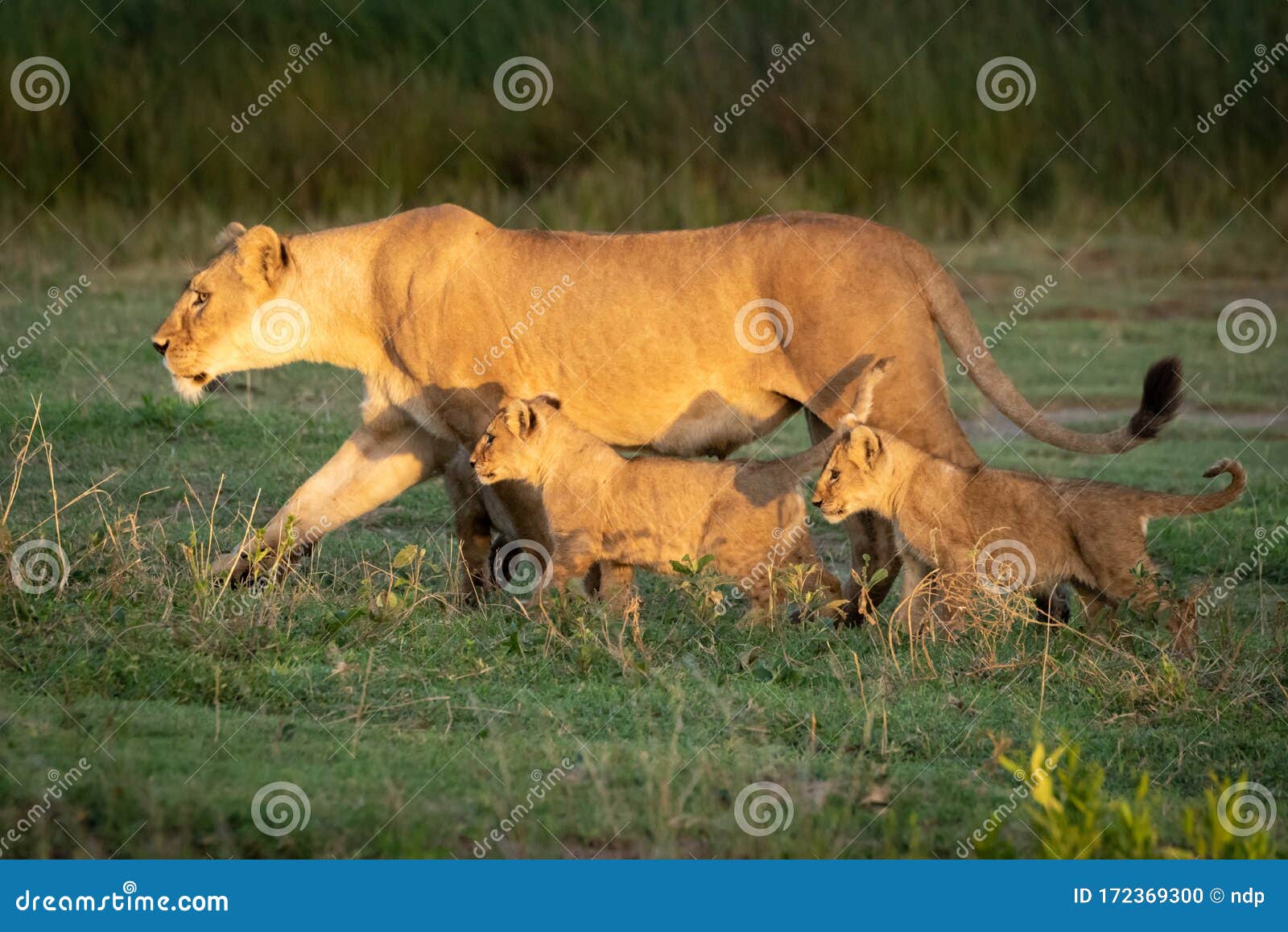 Lioness Walks Down Sandy Track With Cub Stock Photo | CartoonDealer.com ...