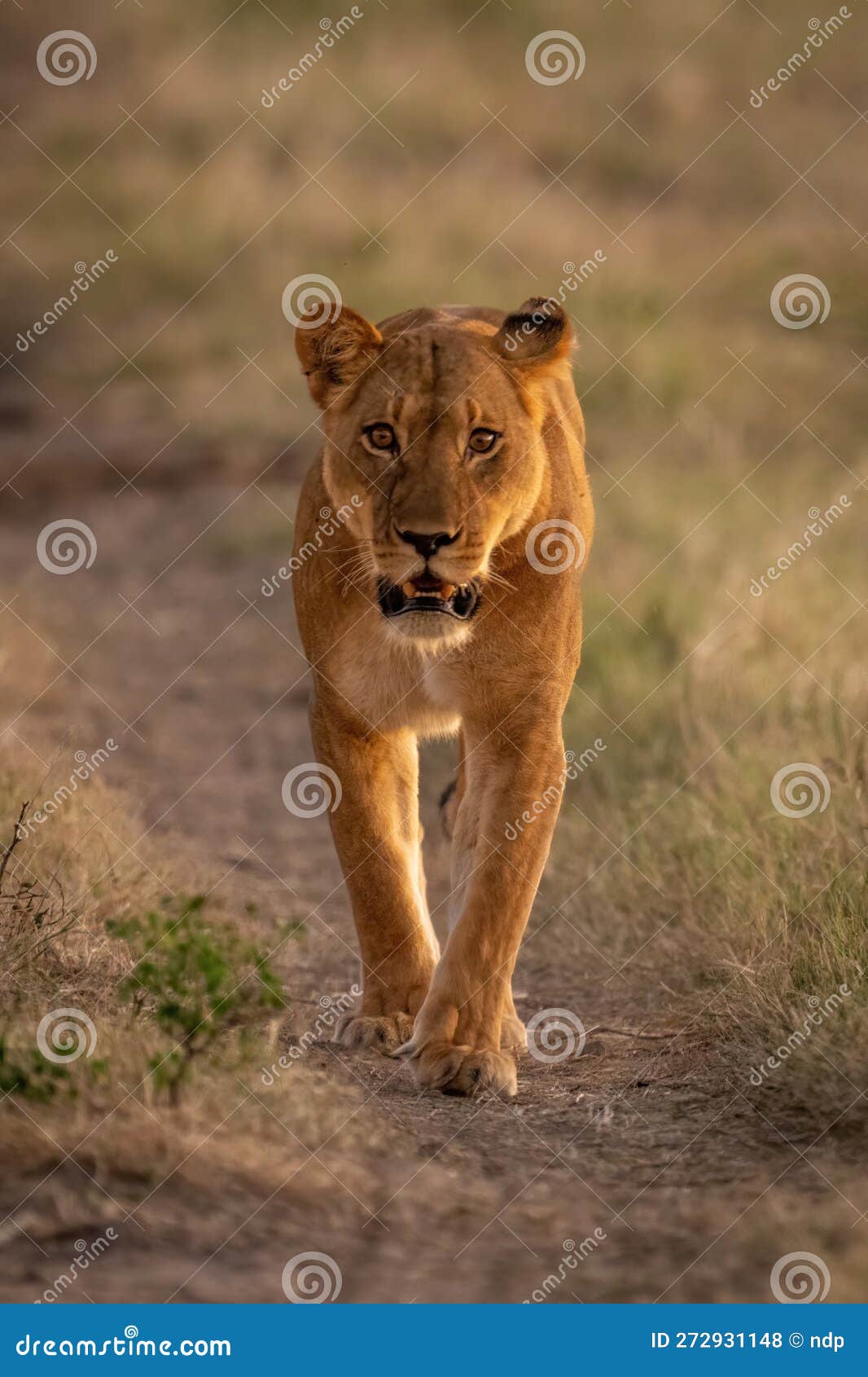Lioness Walks Towards Camera on Sandy Track Stock Photo - Image of ...