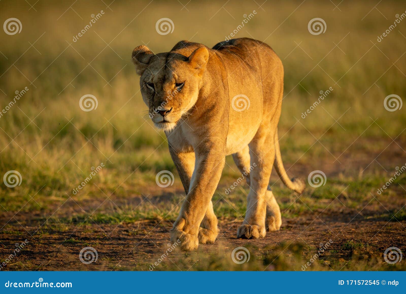 Lioness Walks on Track with Head Down Stock Image - Image of dirt, five ...