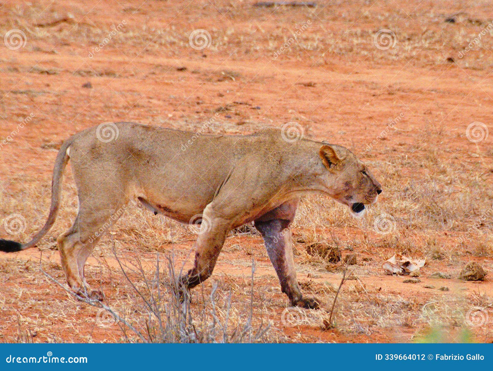 Lioness Walks N the Typical Red Earth in Kenya Stock Photo - Image of ...