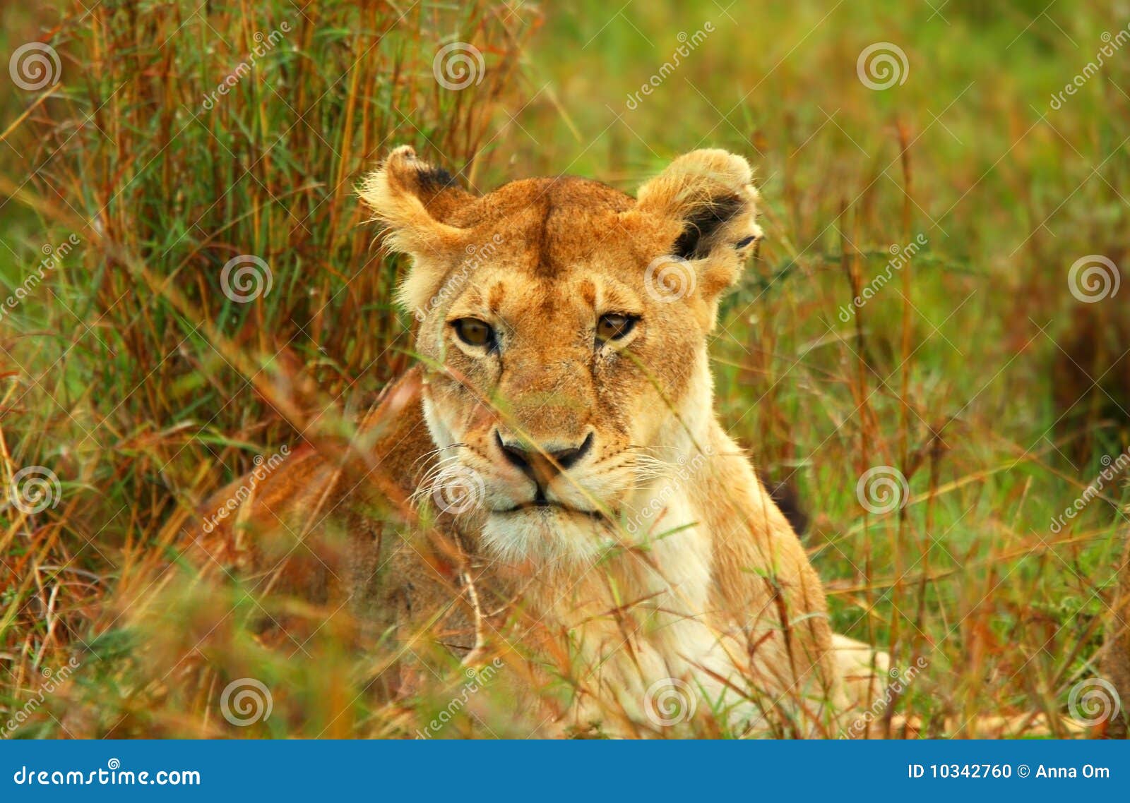 Lioness in the wild stock photo. Image of hunter, african - 10342760
