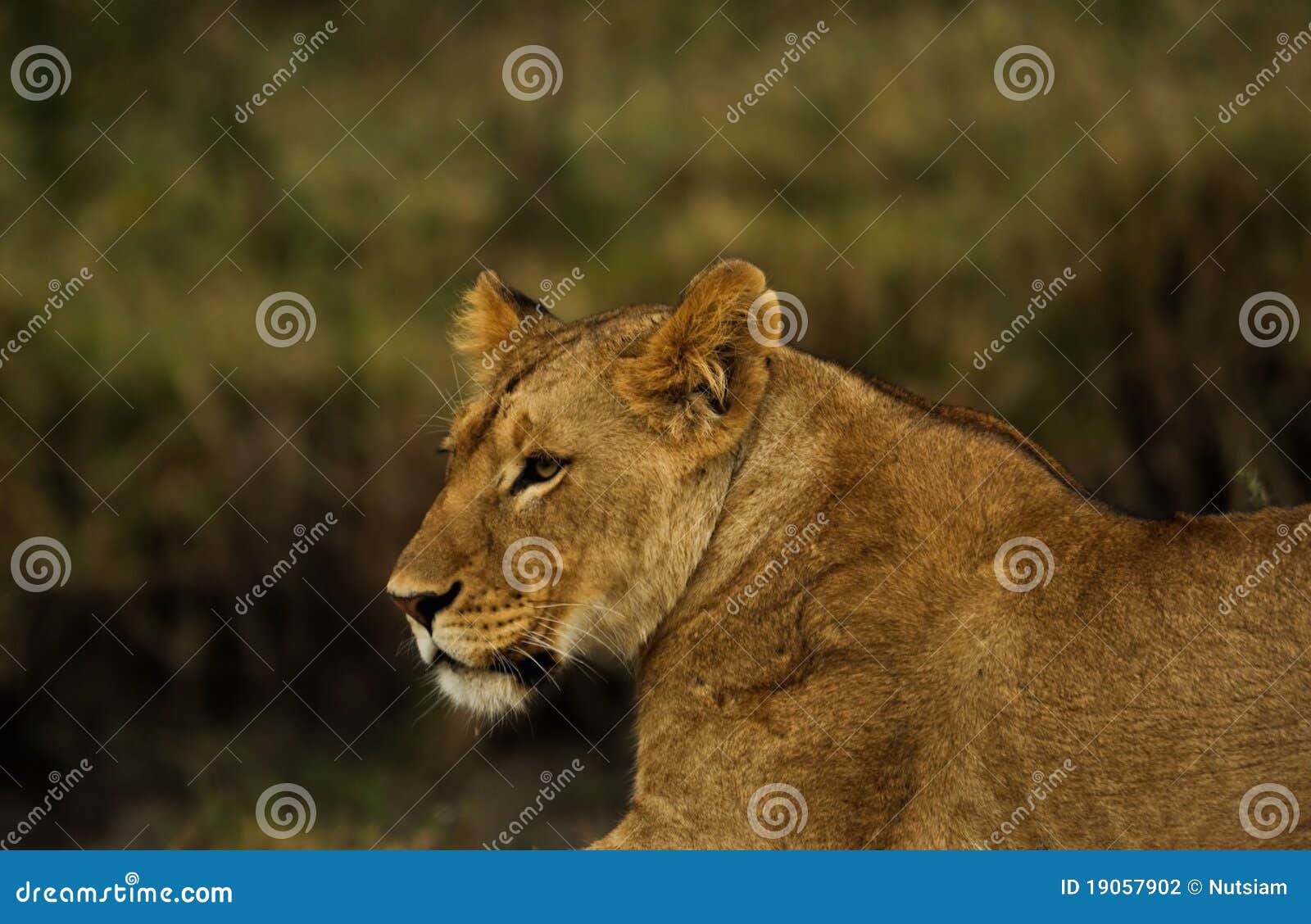 Lioness in the wild stock photo. Image of predator, outdoor - 19057902