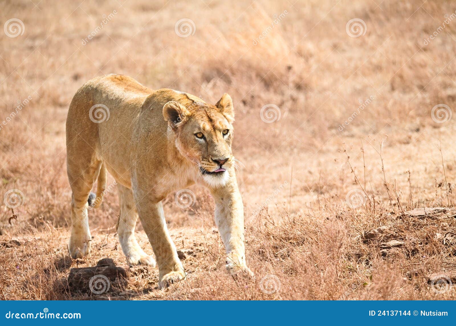 Lioness in the wild stock photo. Image of young, grass - 24137144