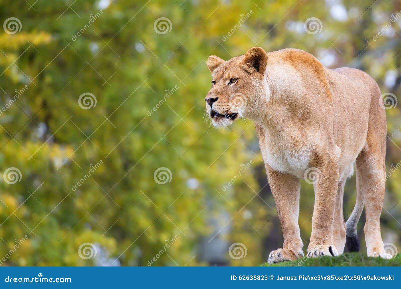 Lioness in the wild stock image. Image of wildlife, lion - 62635823