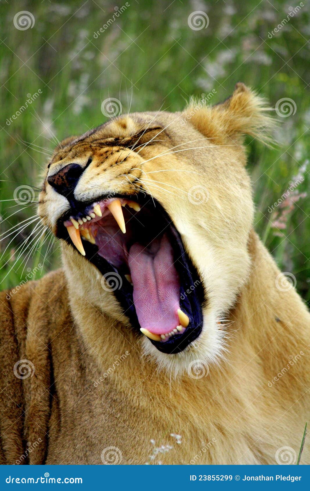 Beware Of Lions Royalty-Free Stock Image | CartoonDealer.com #55816084