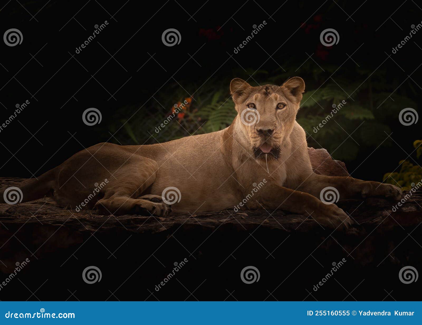 A Lioness in yellow light stock image. Image of roaring - 255160555