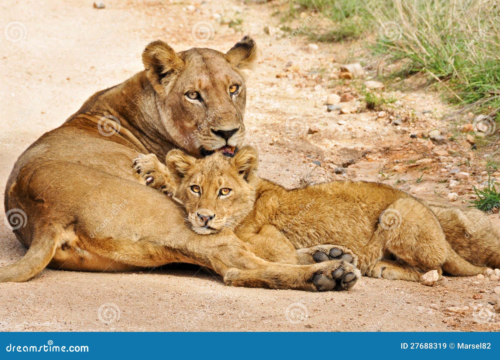 Lioness Nurse Royalty-Free Stock Photography | CartoonDealer.com #22184603