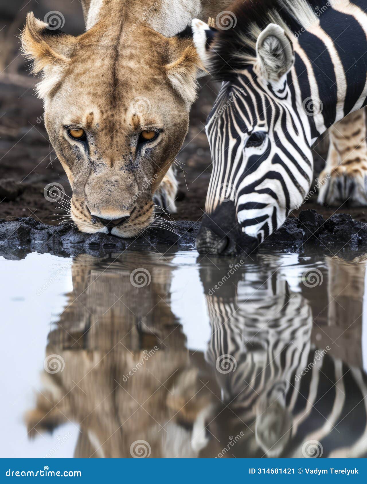 Lioness and Zebra Drinking Water from Pool Stock Image - Image of ...