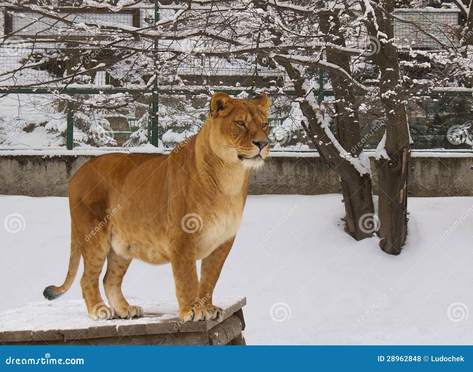 Lioness in zoo stock photo. Image of snow, view, lioness - 28962848