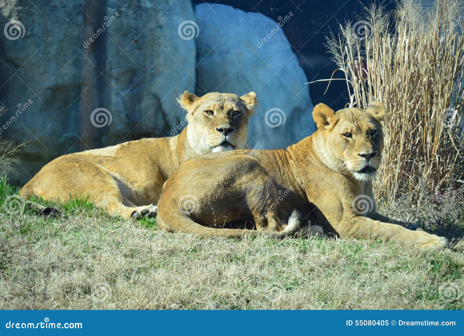Lioness stock image. Image of shadow, face, clear, wildlife - 55080405