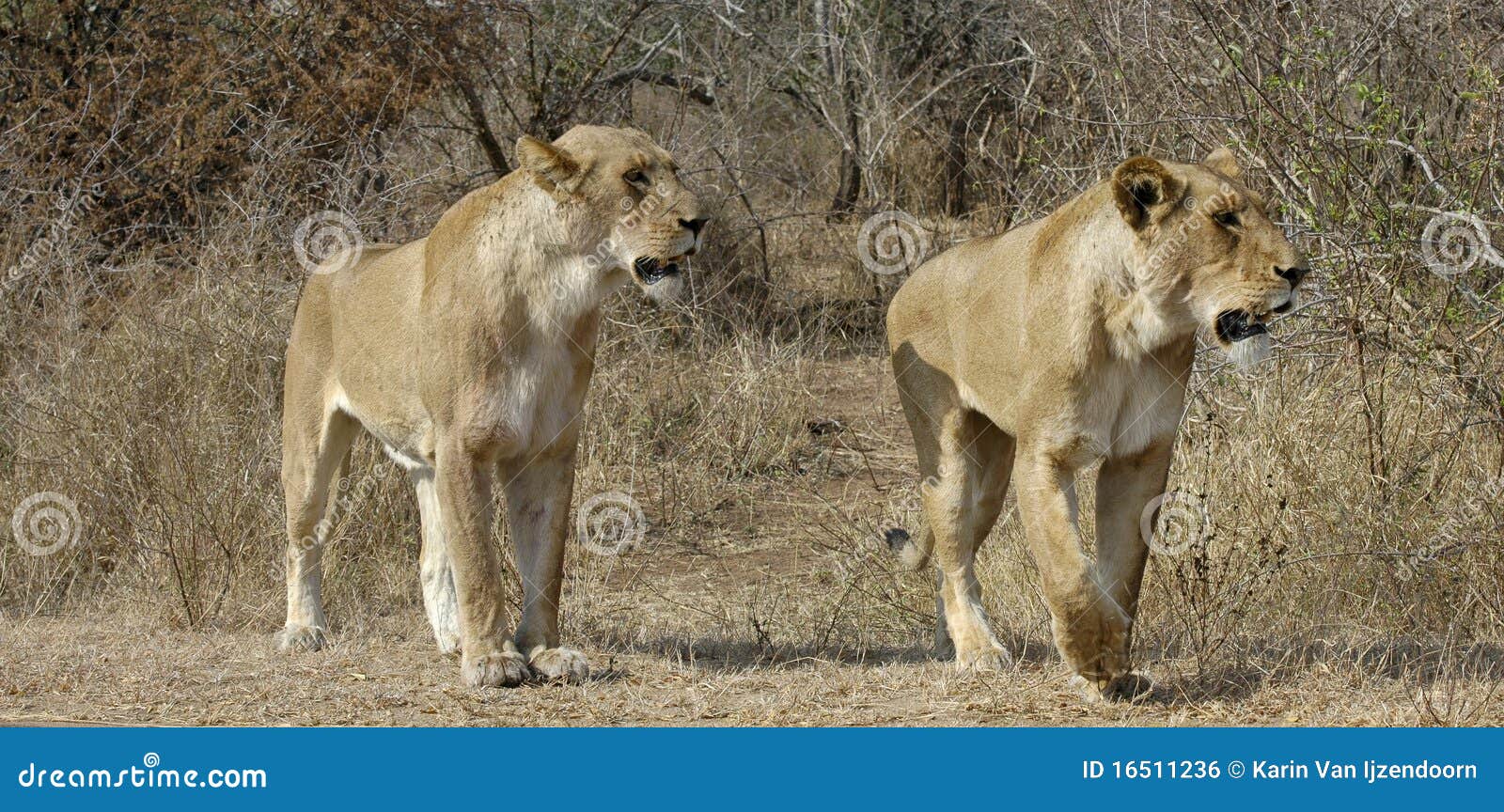 Lionesses stock photo. Image of profile, felines, african - 16511236