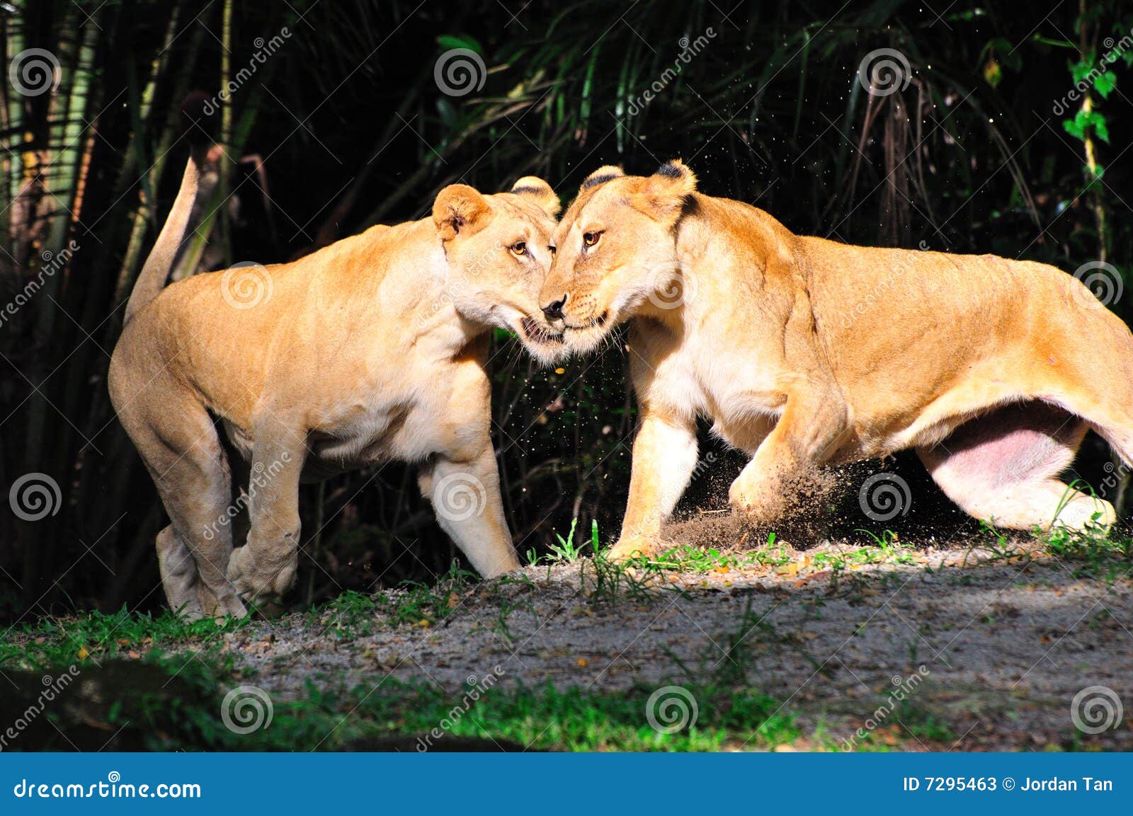 Lionesses Fighting stock image. Image of mammal, violent - 7295463