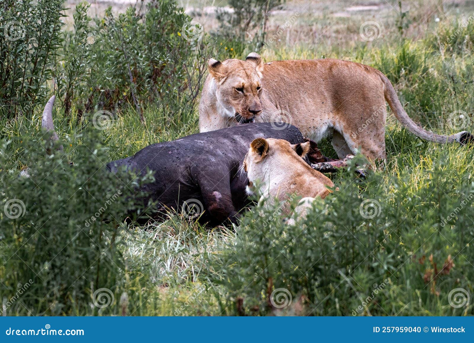 Lionesses Hunted and Had Fresh Prey Stock Photo - Image of nature ...