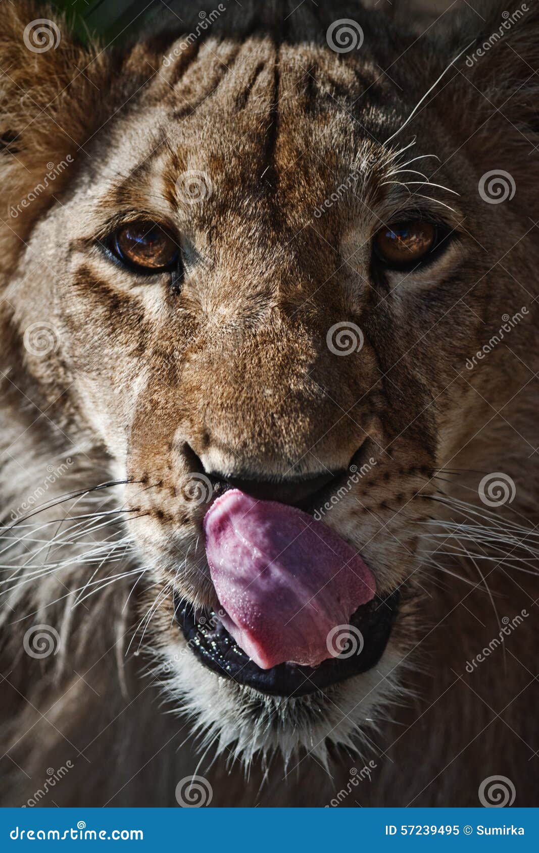 Lionet fotografering för bildbyråer. Bild av tunga, lejon - 57239495