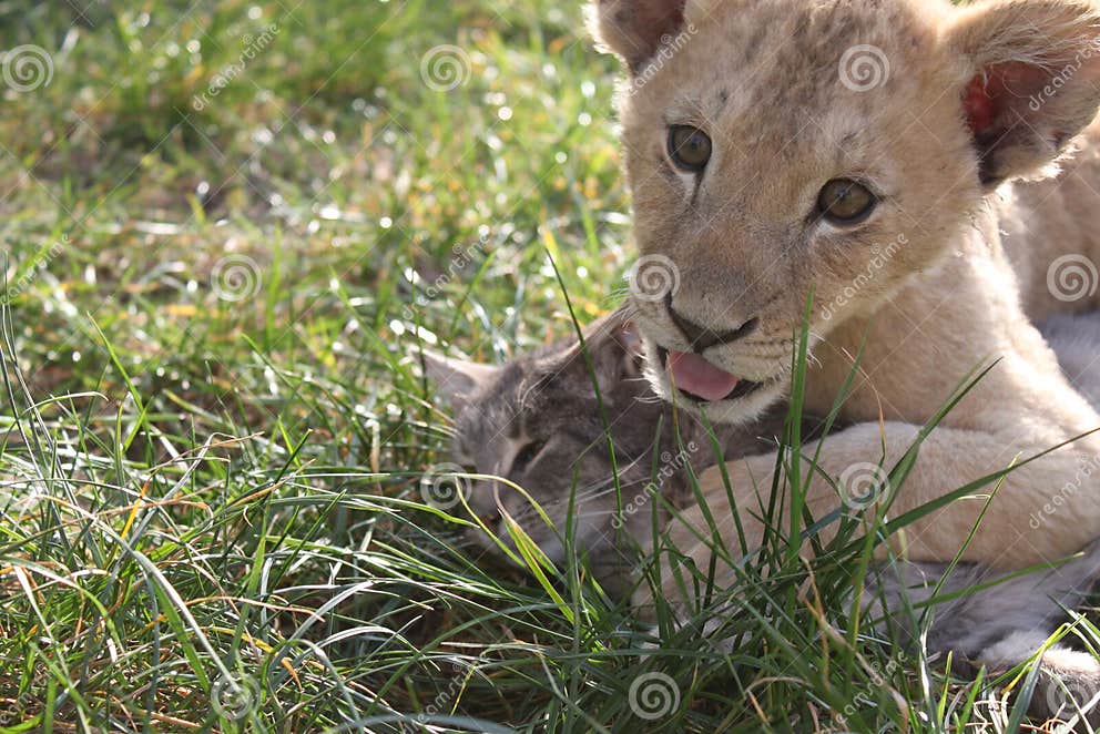 Lionet and cat stock photo. Image of friendly, amity - 22169440