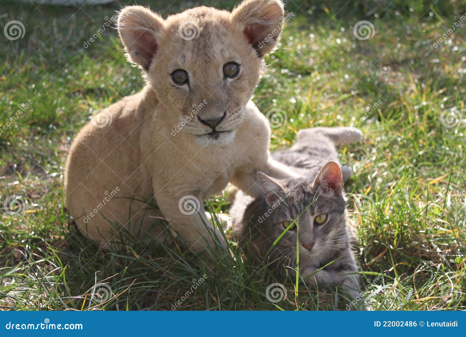 Lionet en kat stock foto. Image of carnivoor, dieren - 22002486