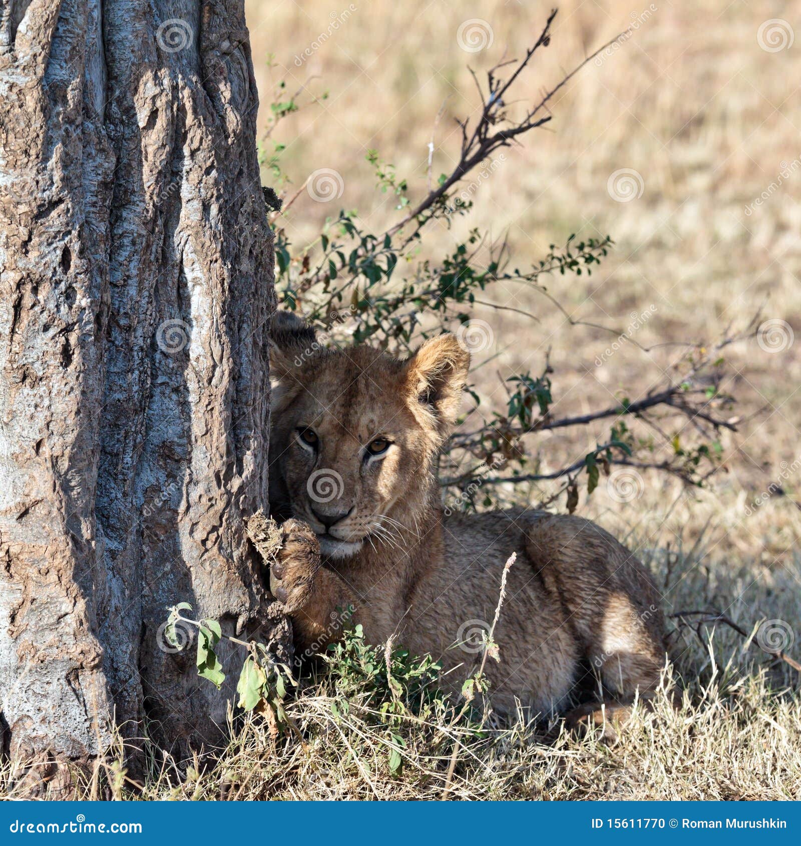 Lionet sits under a tree stock photo. Image of lion, park - 15611770