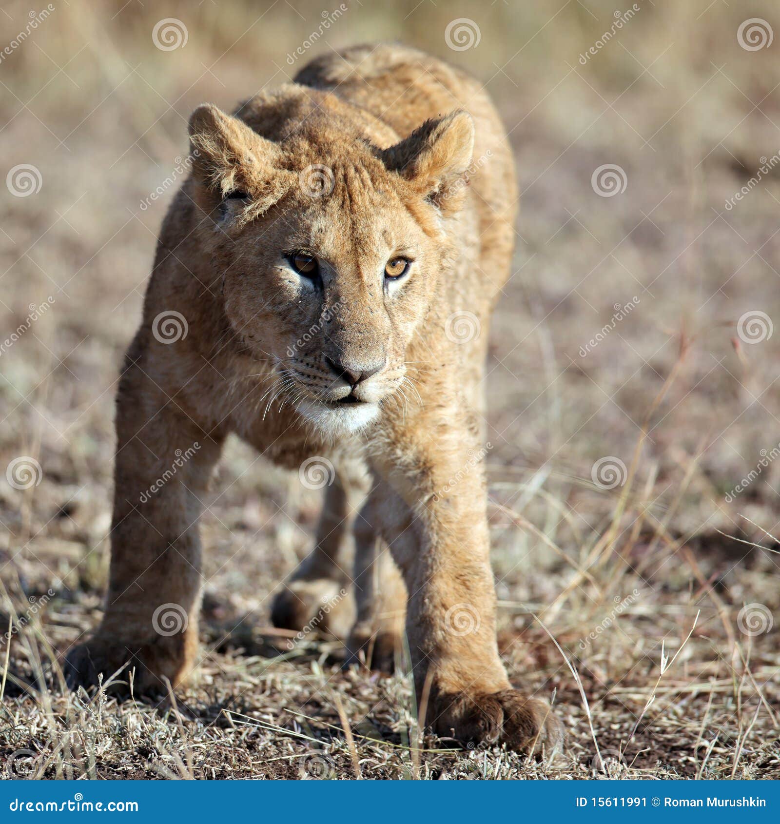 Lionet Walks in the Morning Sun Beams Stock Image - Image of meadow ...