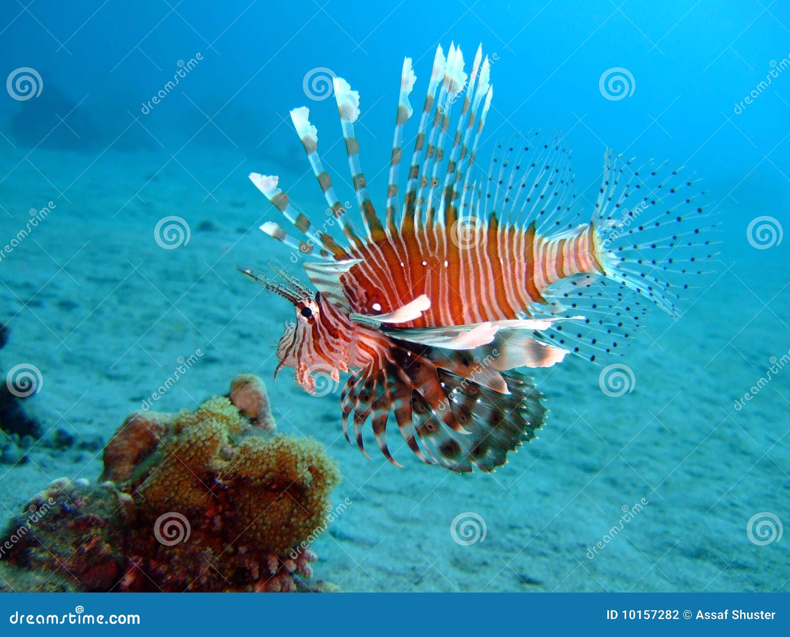 Lionfish stock photo. Image of coral, diving, underwater - 10157282