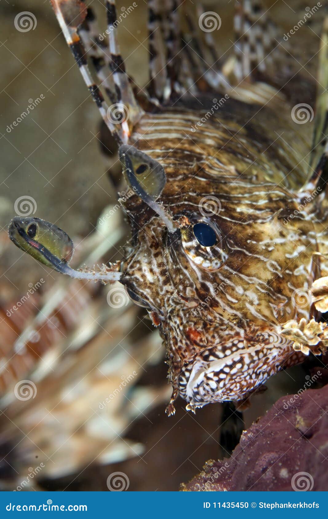 Lionfish stock photo. Image of animal, serene, white - 11435450
