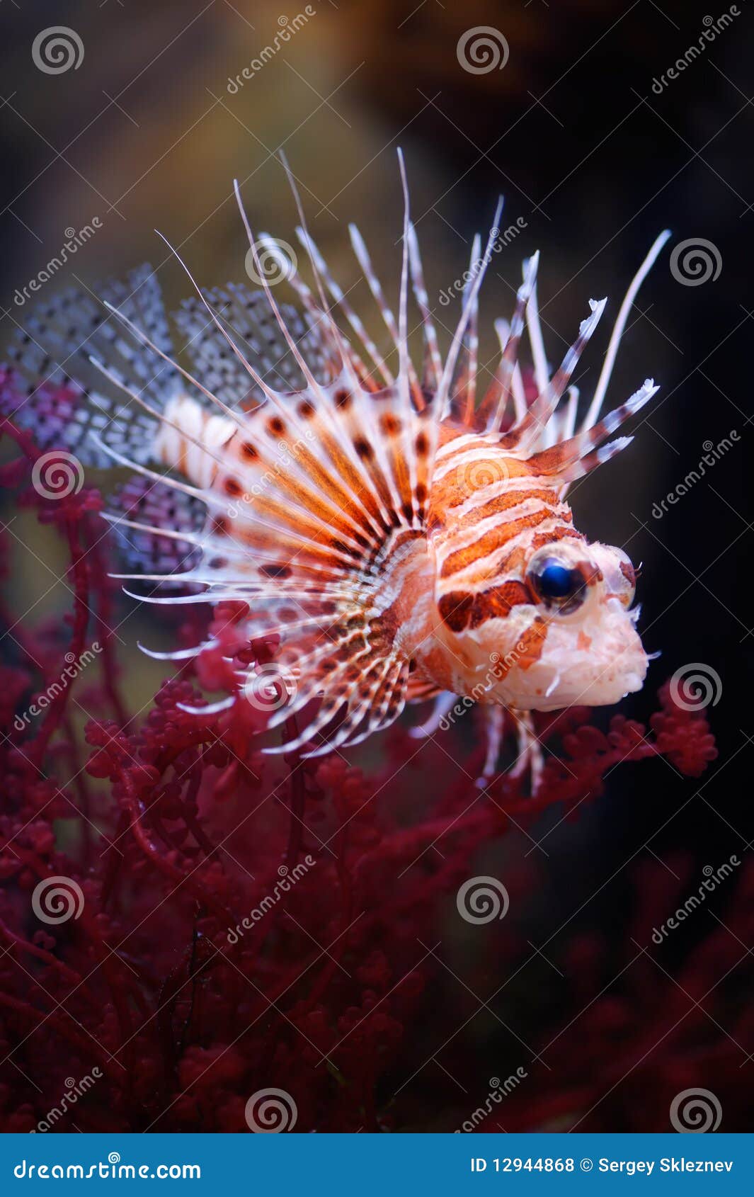 Lionfish stock photo. Image of ocean, exotic, mombasae - 12944868