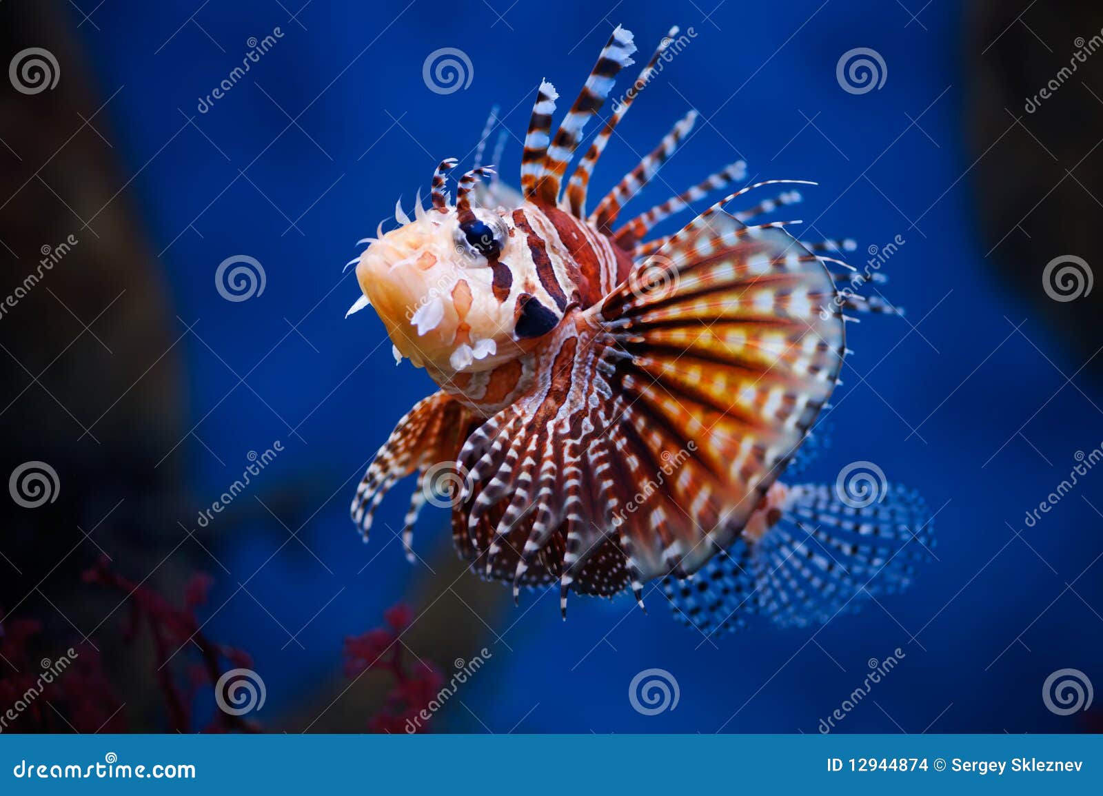 Lionfish stock photo. Image of scorpaenidae, dragon, fish - 12944874