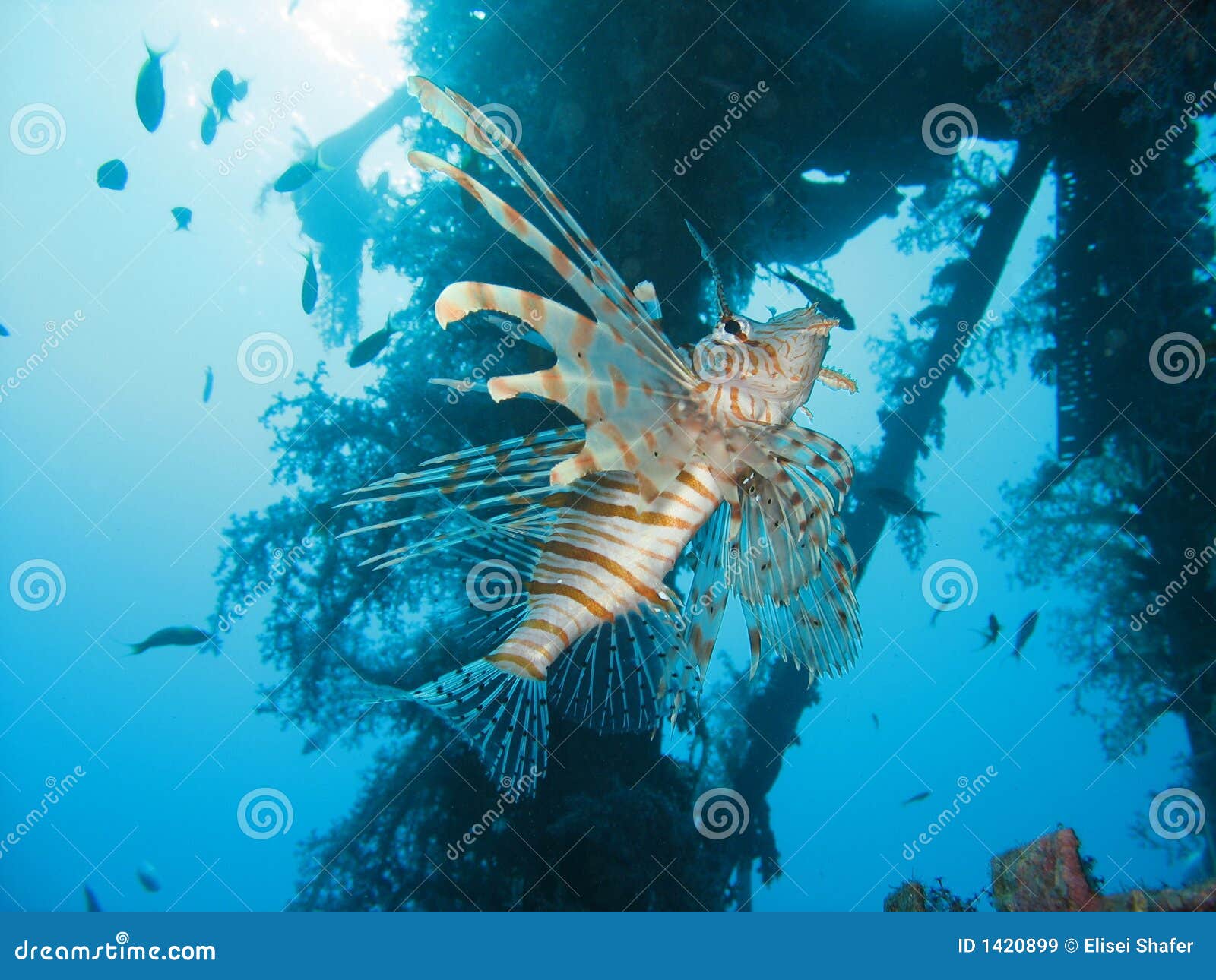 The Lionfish stock image. Image of reef, dragonfish, elisei - 1420899