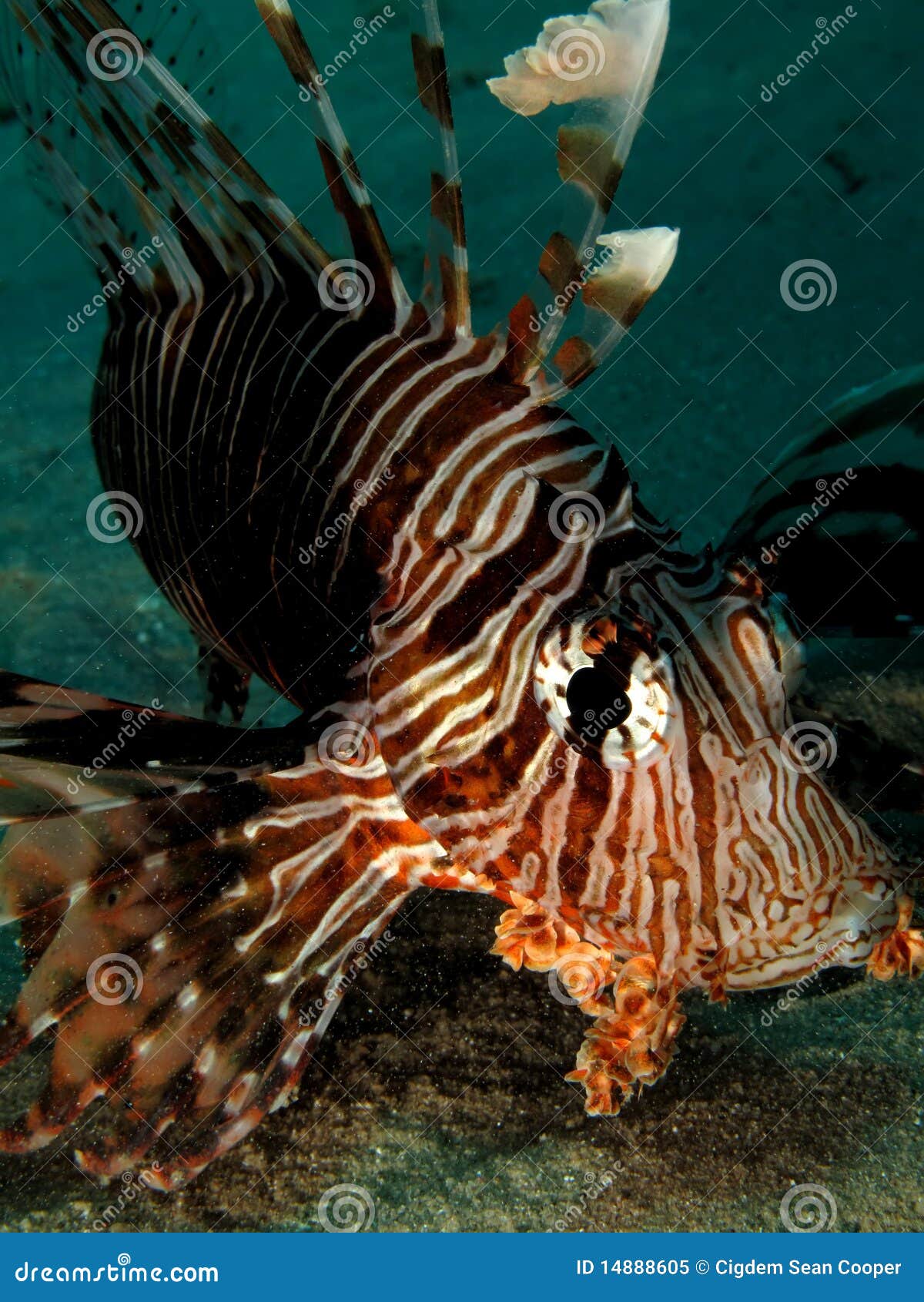 Lionfish stock image. Image of life, fish, lion, lionfish - 14888605