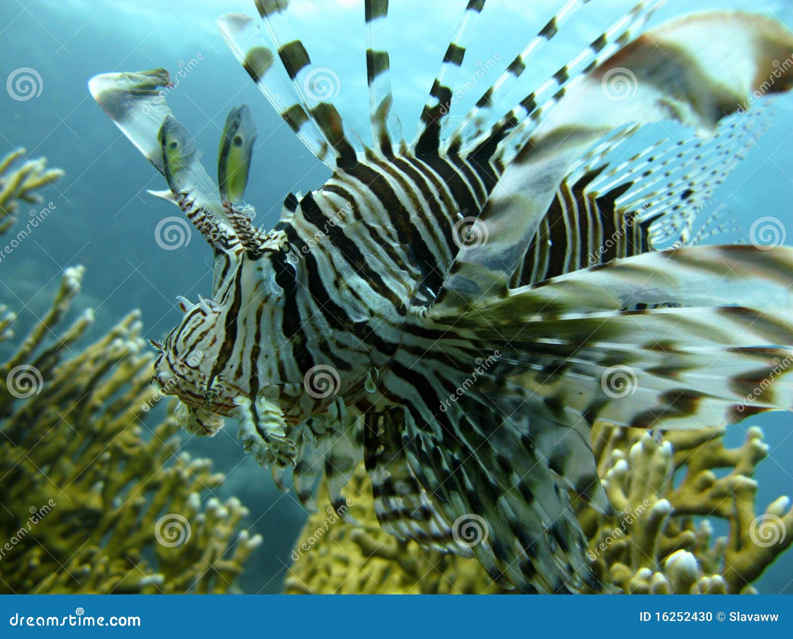 Lionfish stock photo. Image of fish, volitans, caudal - 16252430