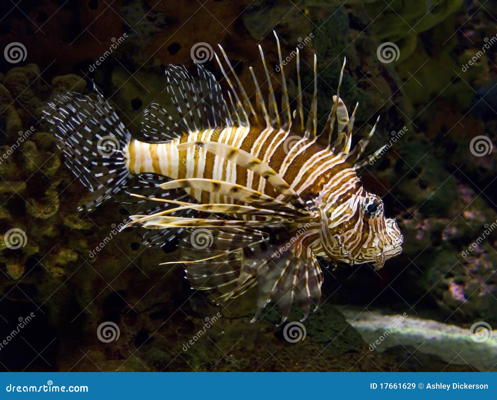 Lionfish stock image. Image of fish, lionfish, stripes - 17661629