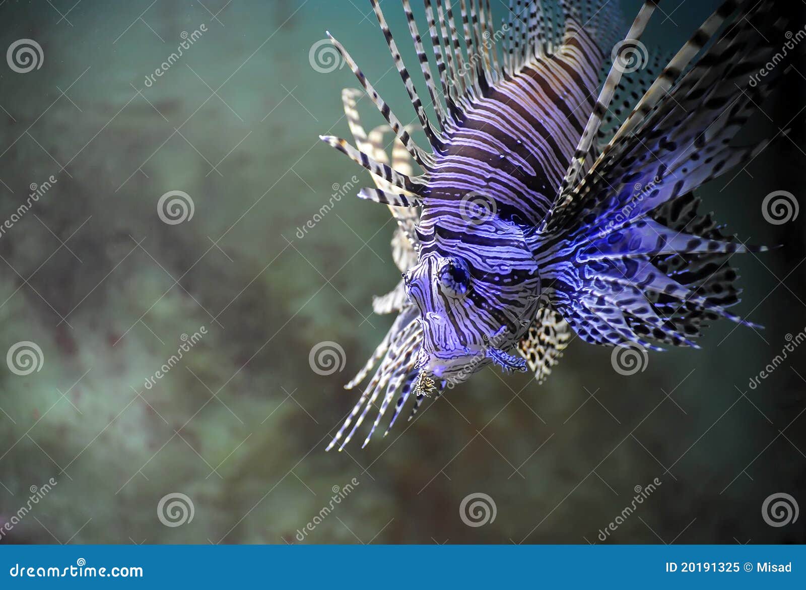 Lionfish stock image. Image of swim, fins, spines, mouth - 20191325