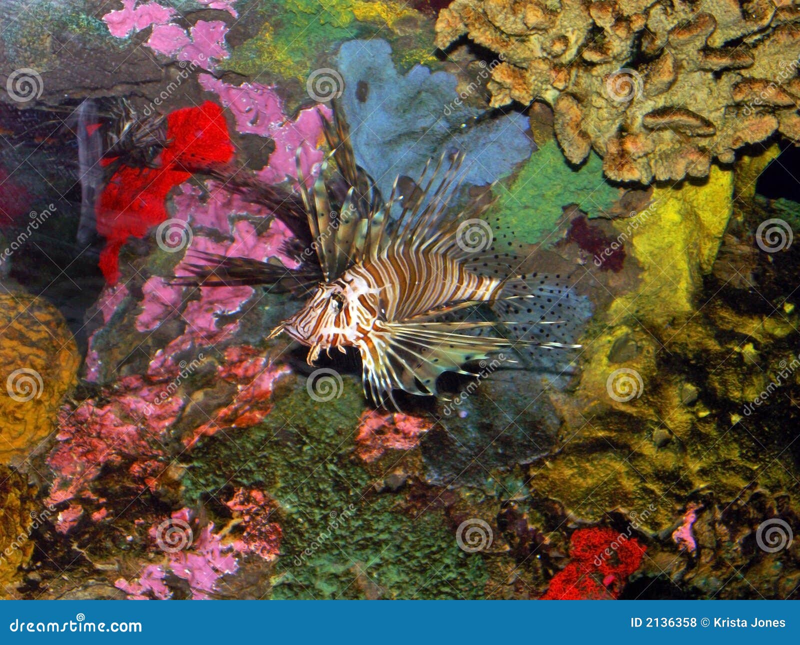 Lionfish stock photo. Image of exotic, life, colors, colorful - 2136358