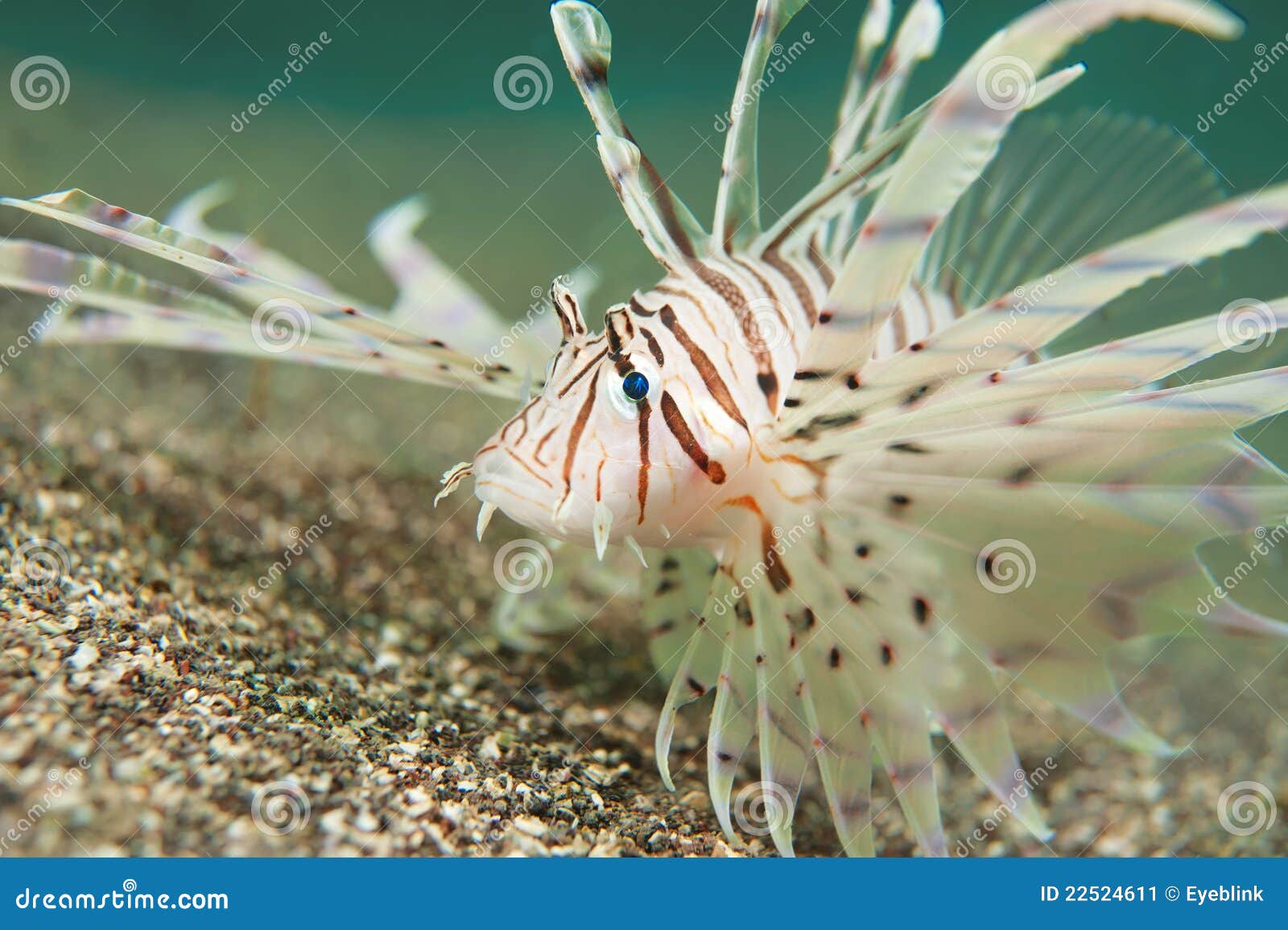 Lionfish stock image. Image of aquatic, marine, leisure - 22524611