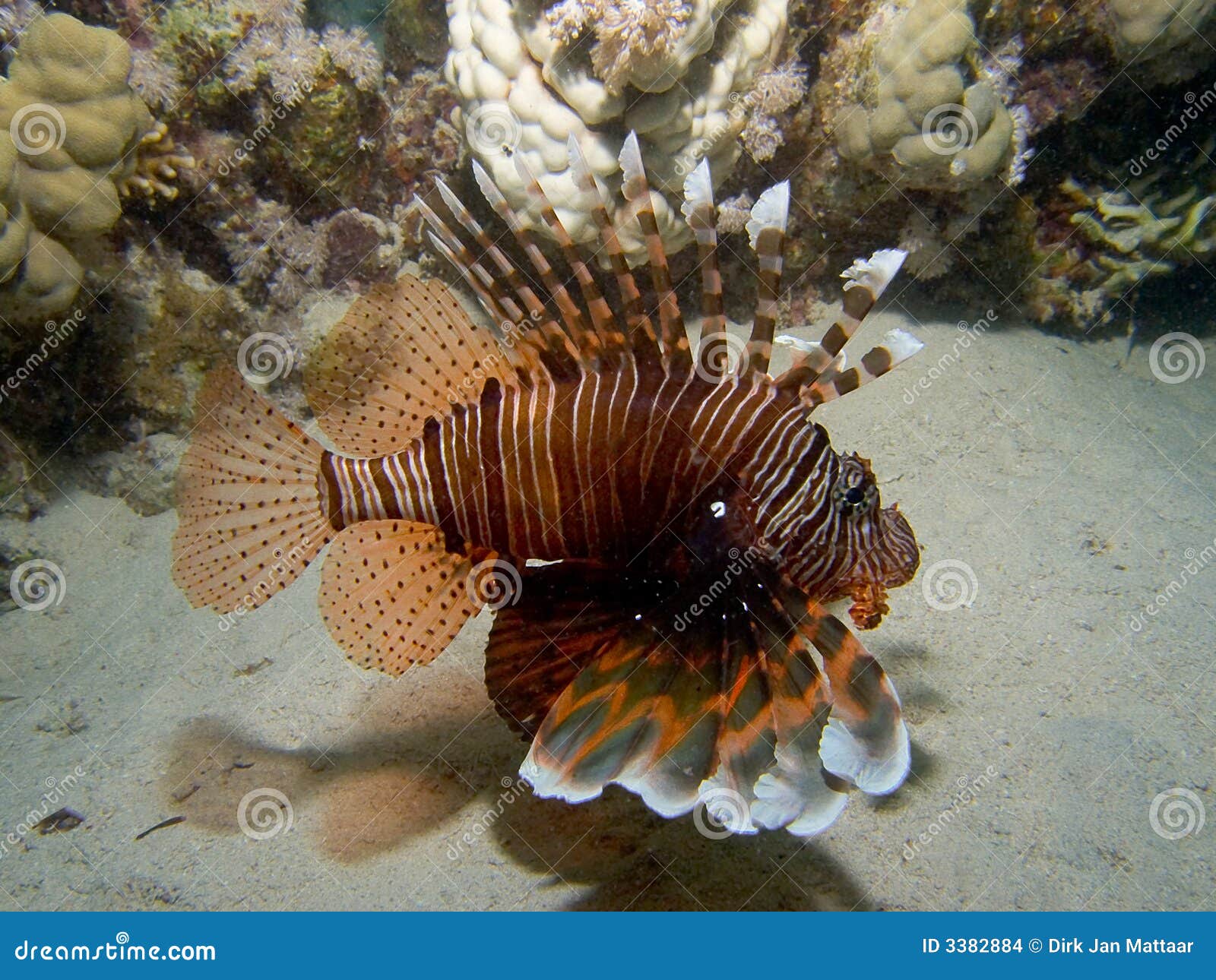 Lionfish foto de stock. Imagem de vermelho, tropical, peixes - 3382884