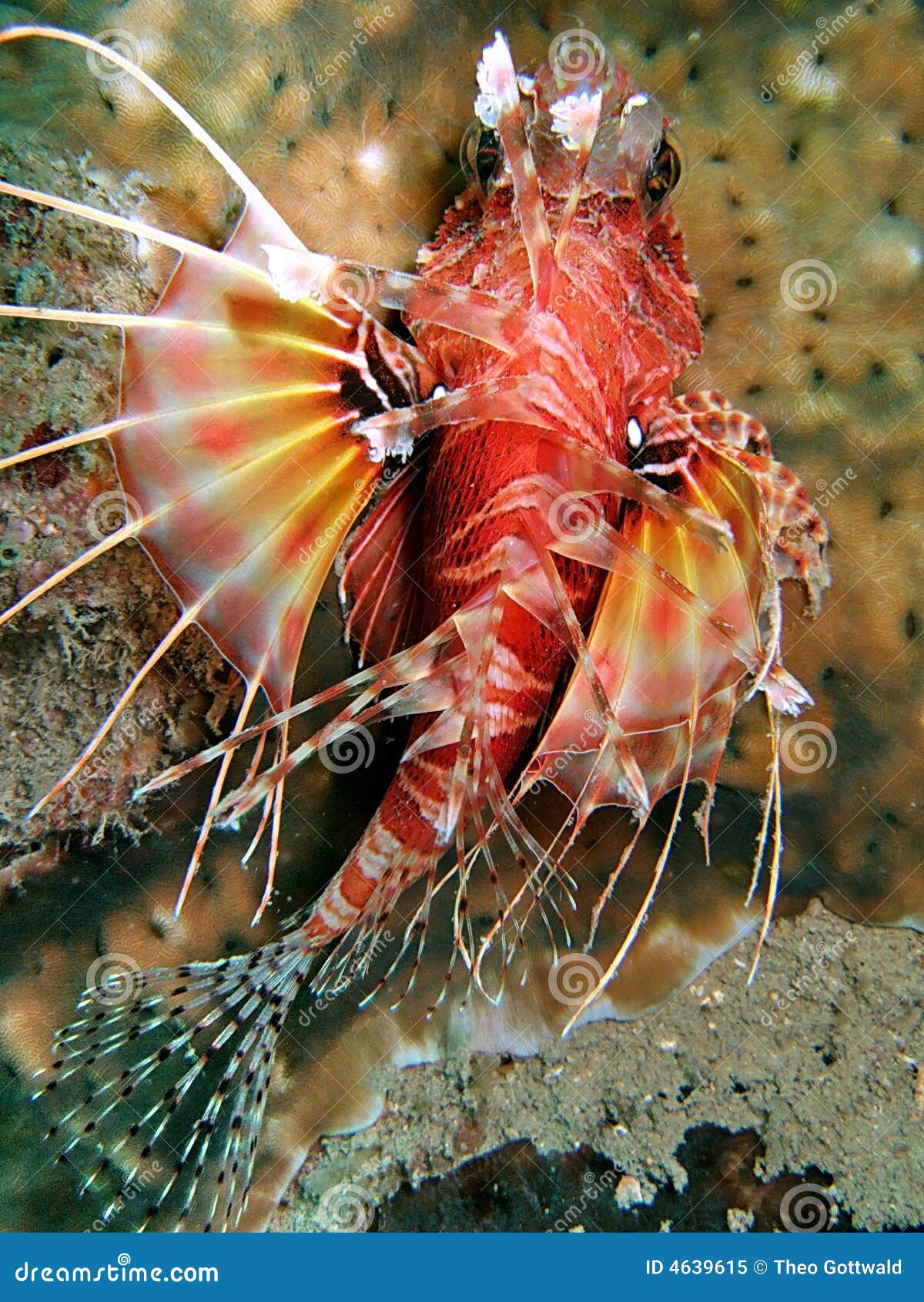 Lionfish stock image. Image of poisonous, beautiful, color - 4639615