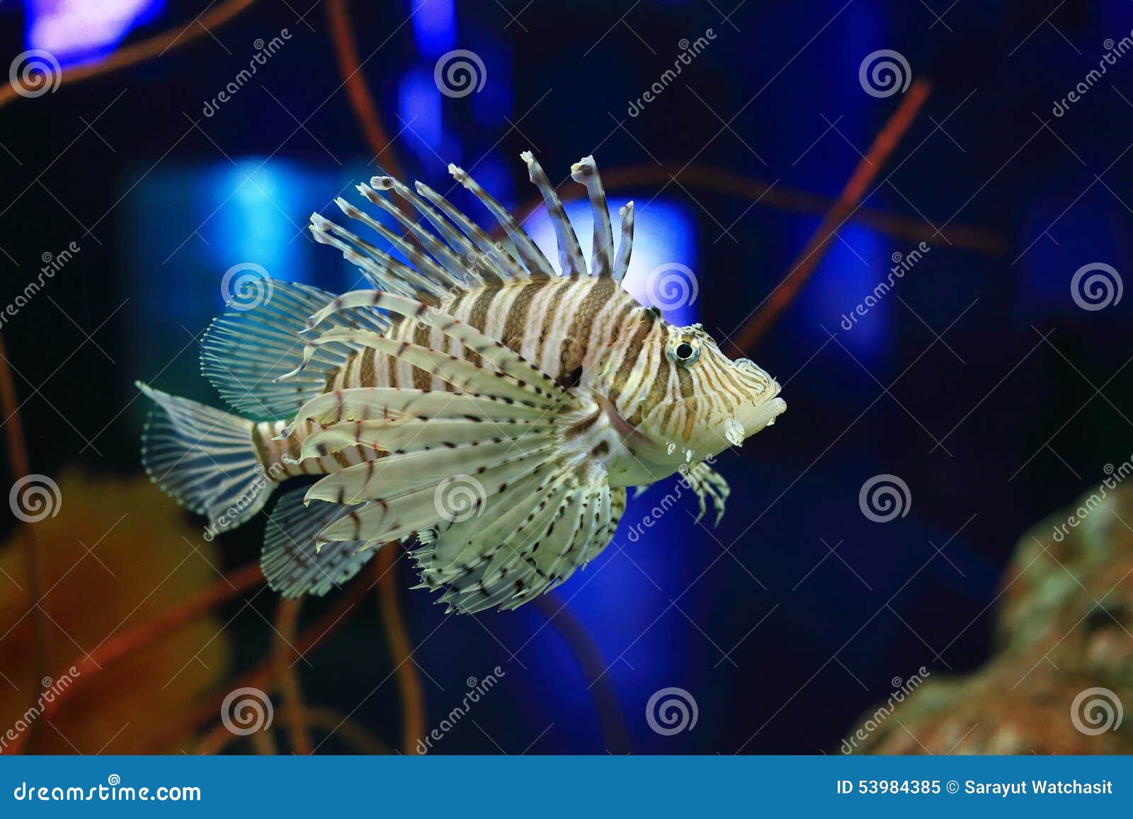 Lionfish image stock. Image du organisme, corallien, coloré - 53984385