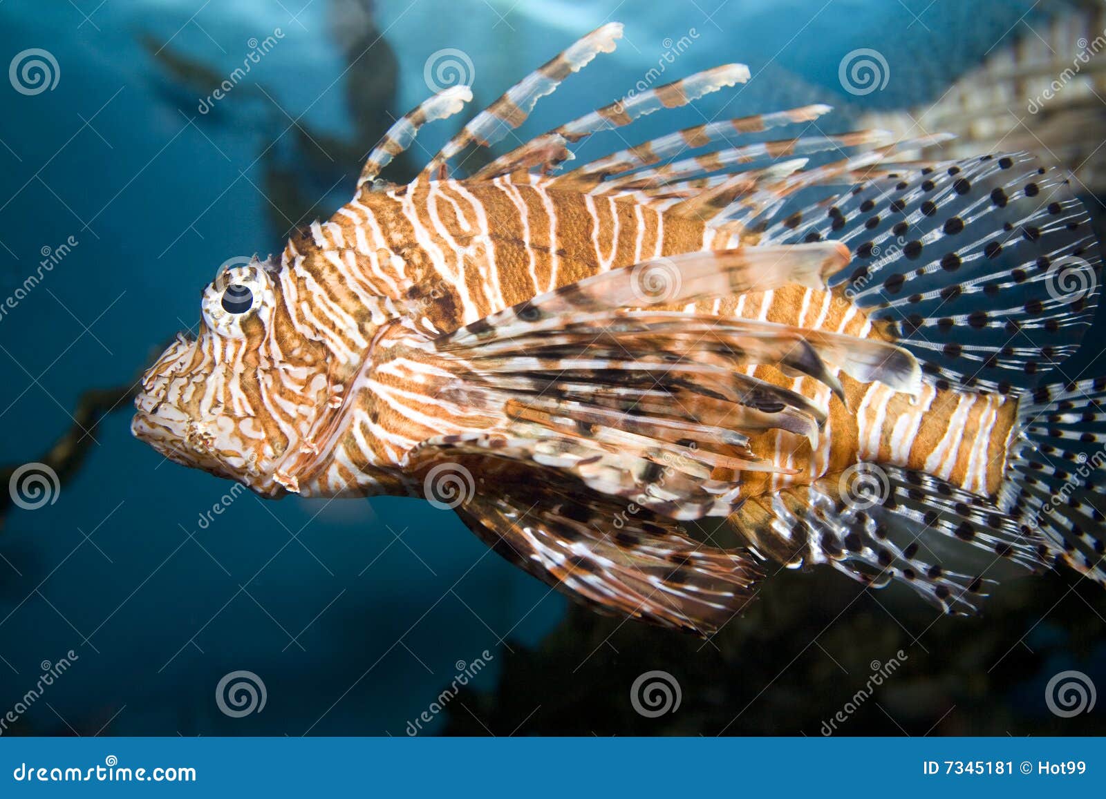 Lionfish stock image. Image of creatures, stripes, reef - 7345181