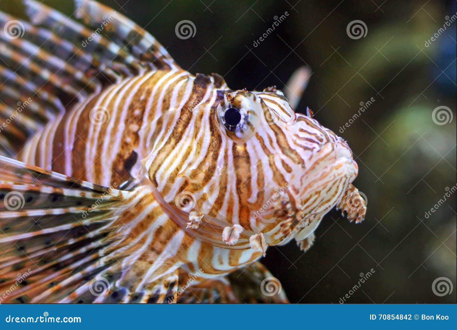 The Lionfish And Also Called Zebrafish, Firefish, Turkeyfish Or ...