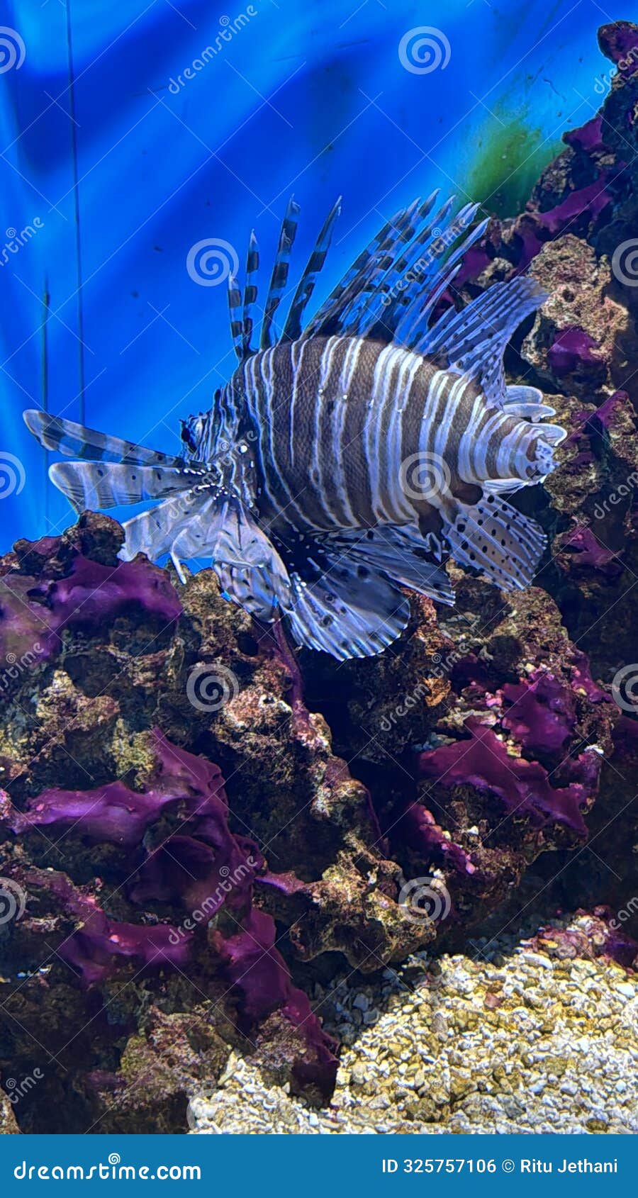 Lionfish stock photo. Image of great, lionfish, scorpaenidae - 325757106