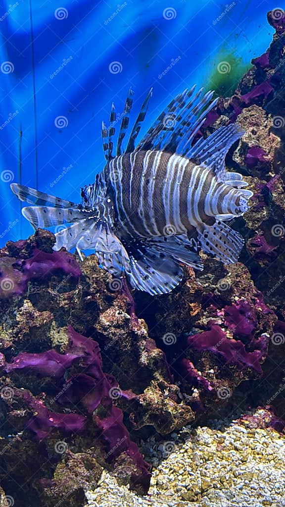Lionfish stock photo. Image of great, lionfish, scorpaenidae - 325757106